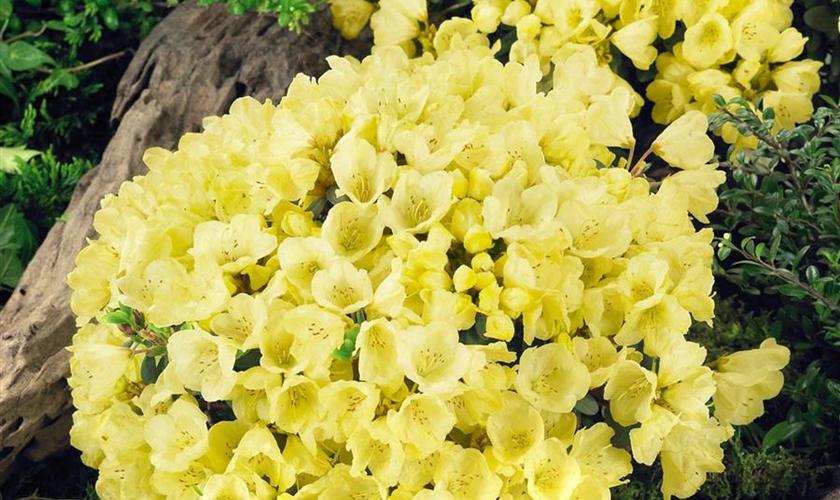 Keiskei-Rhododendron 'Wren' - Floragard Pflanzeninfothek