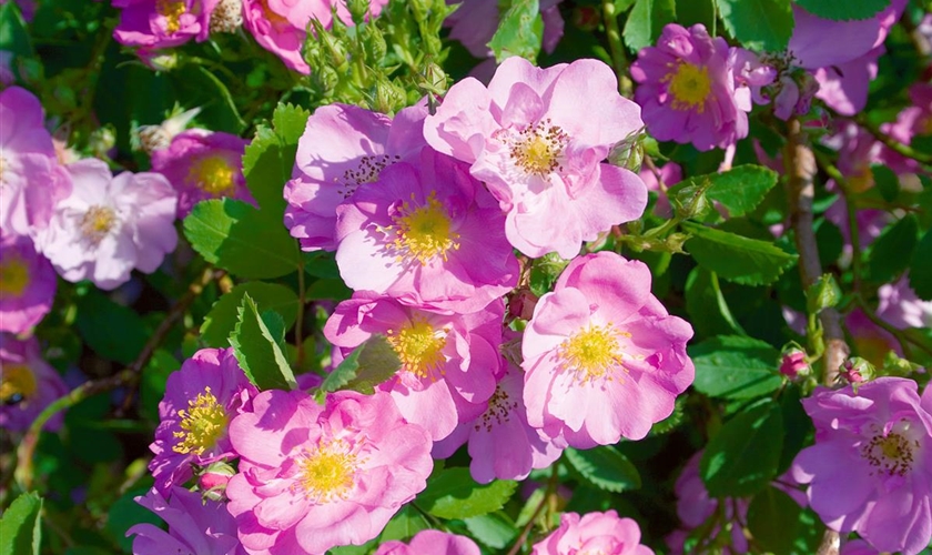 Mandarin-Rose - Floragard Pflanzeninfothek