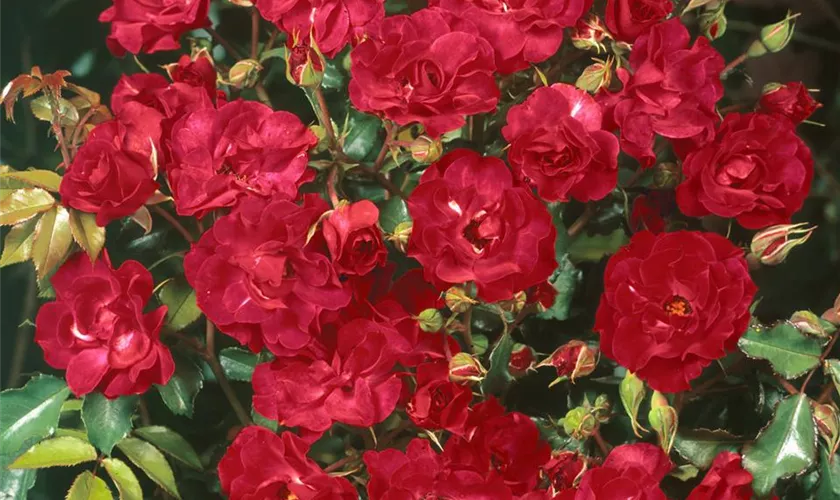 Beetrose 'Rotilia'® Pflanze, Pflege & Tipps Floragard