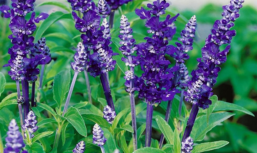 Mehliger Salbei 'Rhea' - Floragard Pflanzeninfothek