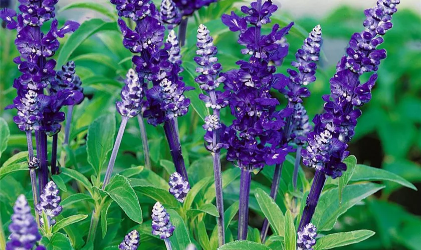 Mehliger Salbei 'Rhea' Pflanze, Pflege & Tipps Floragard