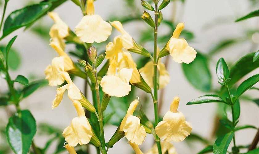 Herbst-Salbei - Floragard Pflanzeninfothek