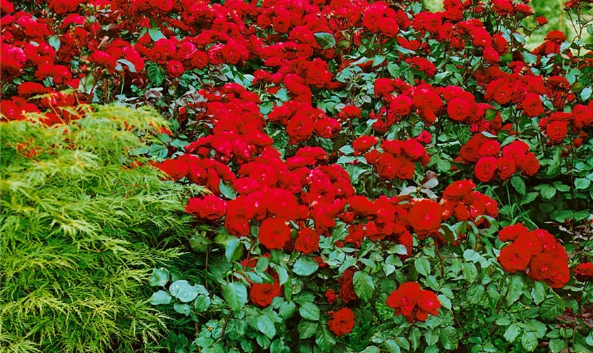 Beetrose 'Europeana'® Pflanze, Pflege & Tipps Floragard