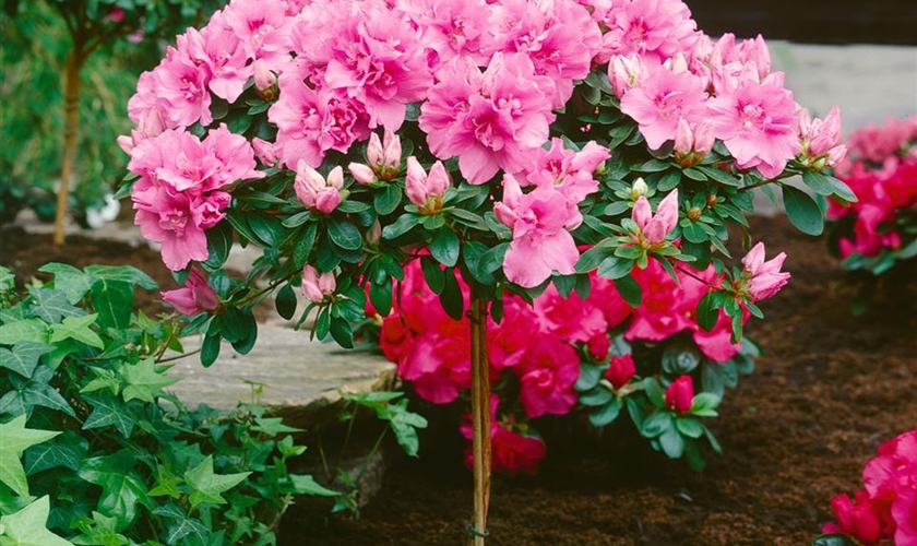 Indische Azalee - Floragard Pflanzeninfothek