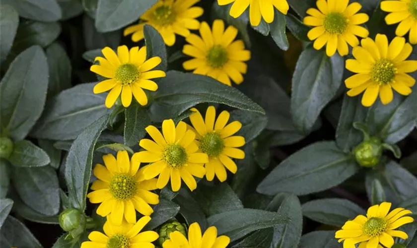 Sanvitalia procumbens 'Cuzco Compact' Pflanze, Pflege & Tipps Floragard