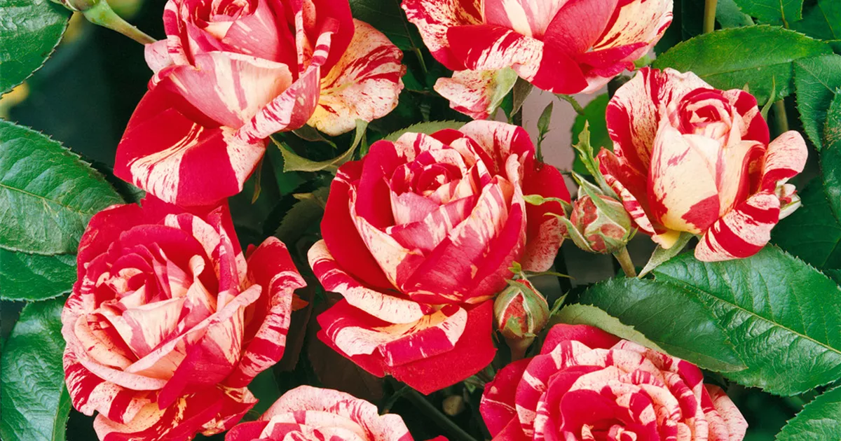 Rosa 'Papageno'® Pflanze, Pflege & Tipps Floragard