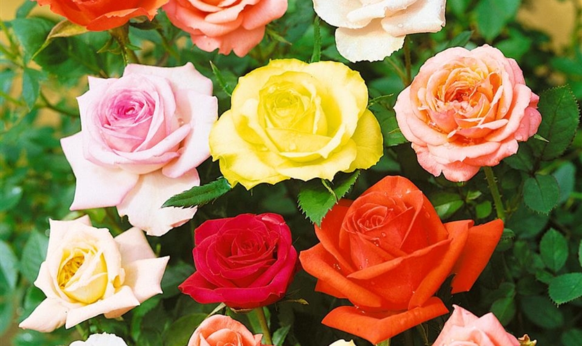 Minirose Kordana® - Floragard Pflanzeninfothek
