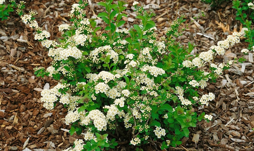 Strauchspiere 'June Bride' - Floragard Pflanzeninfothek