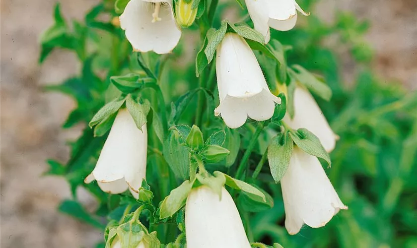 Nickende Steinglocke Pflanze, Pflege & Tipps Floragard