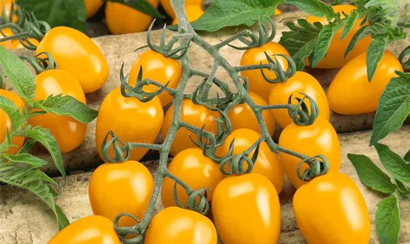 Solanum lycopersicum 'San Marzano Solania' Pflanze, Pflege & Tipps ...