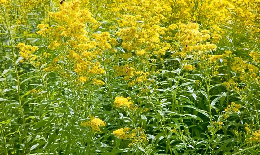 Garten-Goldrute 'Ledsham' Pflanze, Pflege & Tipps Floragard