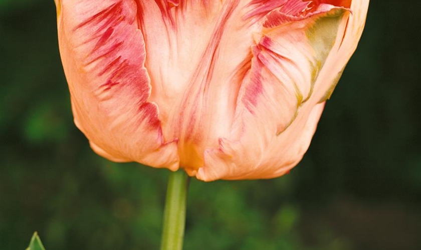 Papageien-Tulpe 'Apricot Parrot' - Floragard Pflanzeninfothek