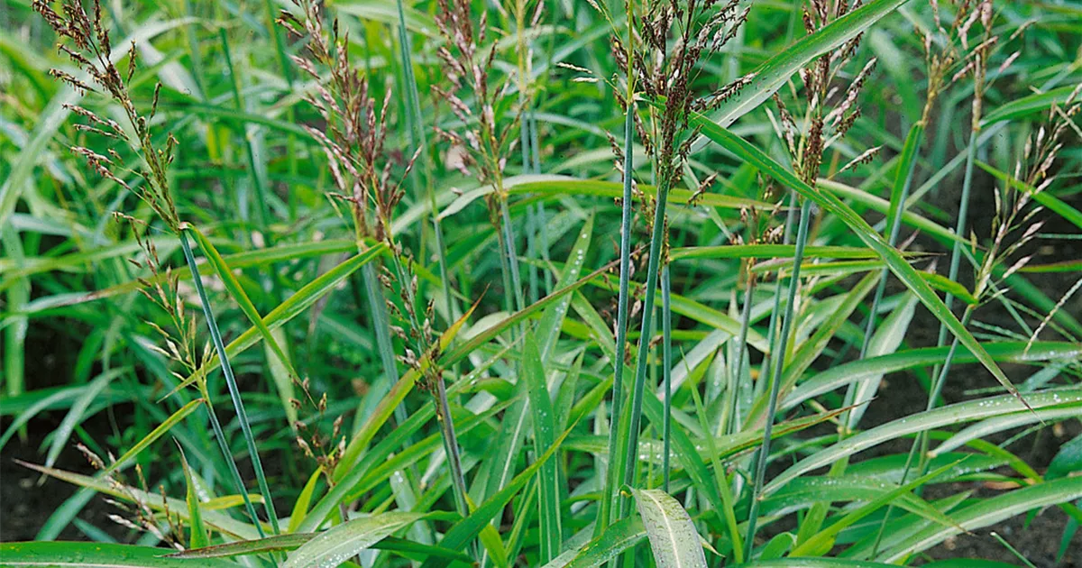Spodiopogon sibiricus Pflanze, Pflege & Tipps Floragard