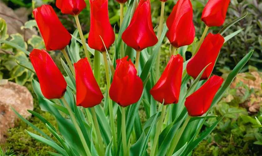 Tulpe 'Red Proud' Pflanze, Pflege & Tipps Floragard