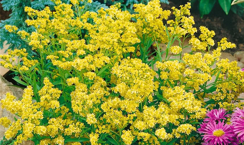 Goldrutenaster 'Major' Pflanze, Pflege & Tipps Floragard