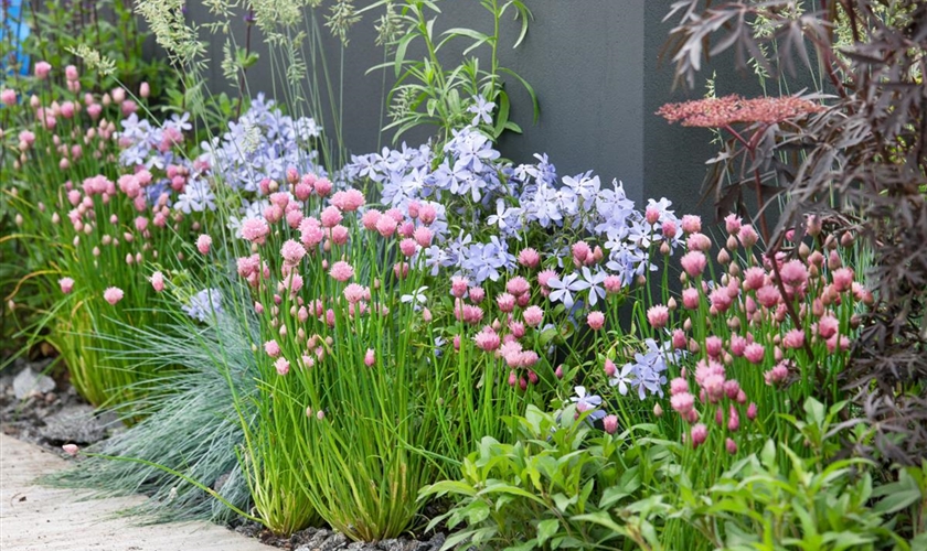 Solitärstauden in Sorten - Floragard Pflanzeninfothek