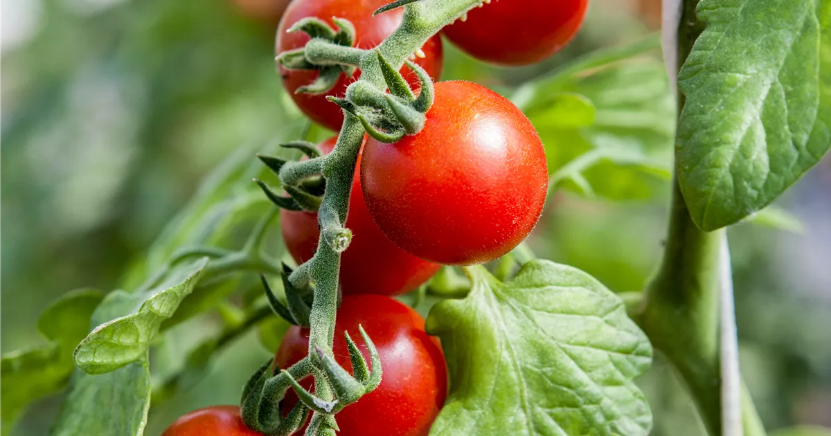 Solanum Lycopersicum Pflege