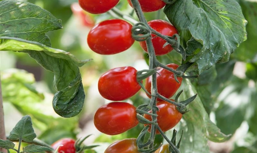 Pflaumen-Cherrytomate - Floragard Pflanzeninfothek