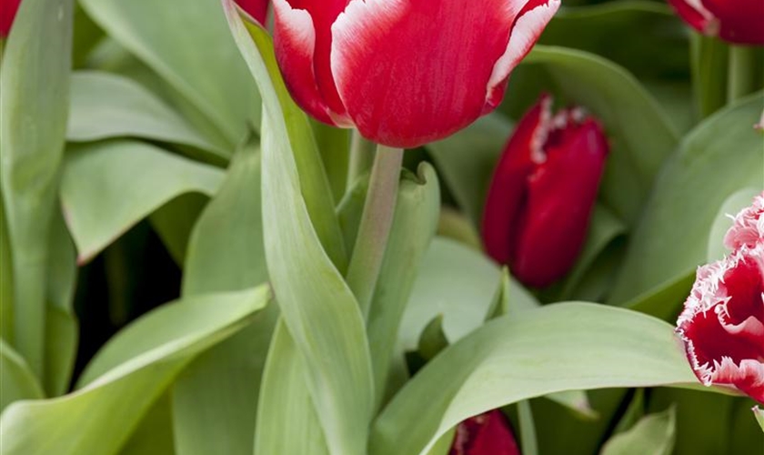 Tulpe 'Canasta' - Floragard Pflanzeninfothek