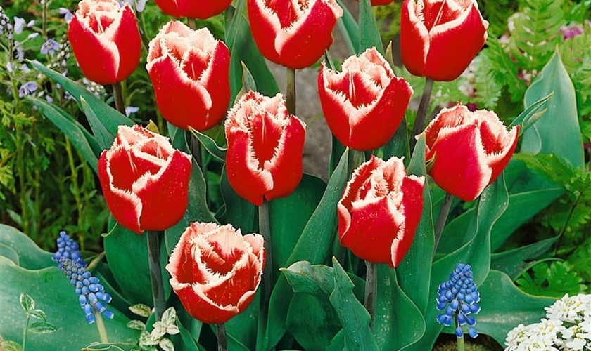 Tulpe 'Canasta' - Floragard Pflanzeninfothek
