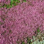 Teppich-Thymian - Floragard Pflanzeninfothek