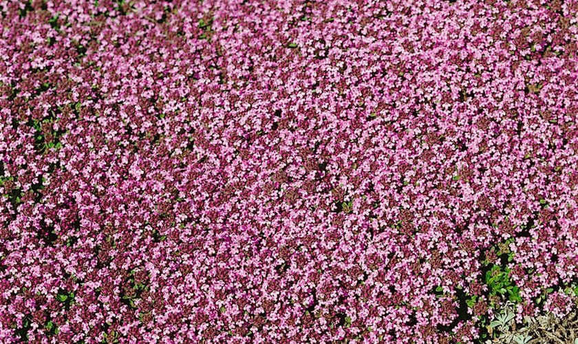 Teppich-Thymian - Floragard Pflanzeninfothek