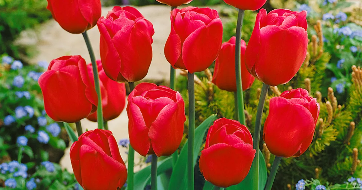 Tulpe 'Carola' Pflanze, Pflege & Tipps Floragard