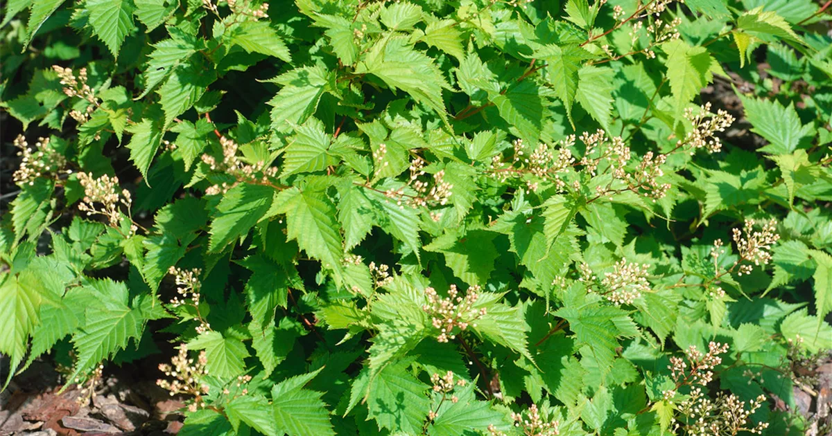 Stephanandra tanakae Pflanze, Pflege & Tipps Floragard