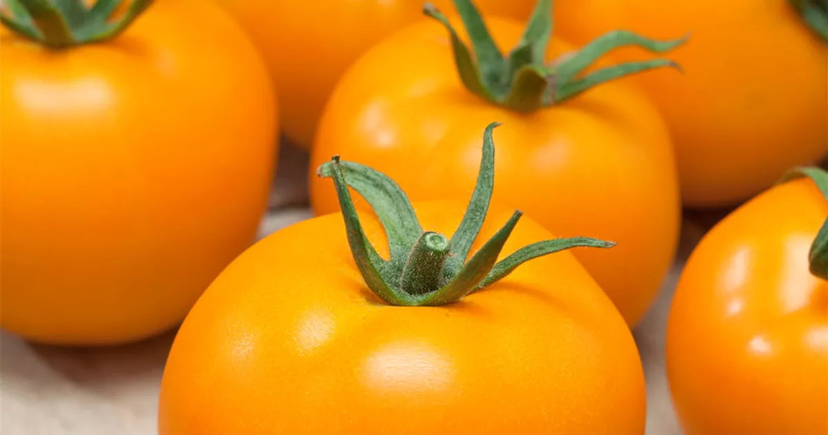 Solanum lycopersicum 'Beorange' Pflanze, Pflege & Tipps Floragard