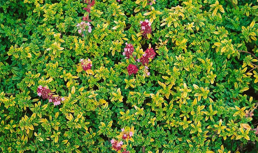 Gold-Thymian 'Aurea' Pflanze, Pflege & Tipps Floragard