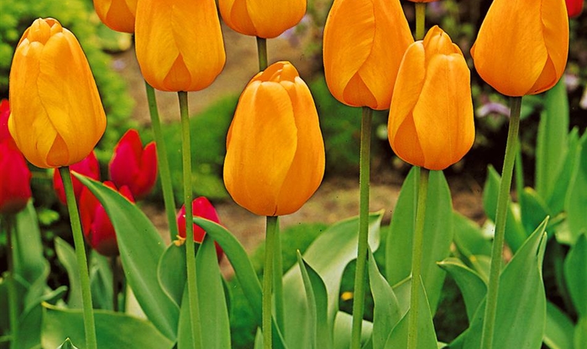 Tulpe 'Daydream' - Floragard Pflanzeninfothek