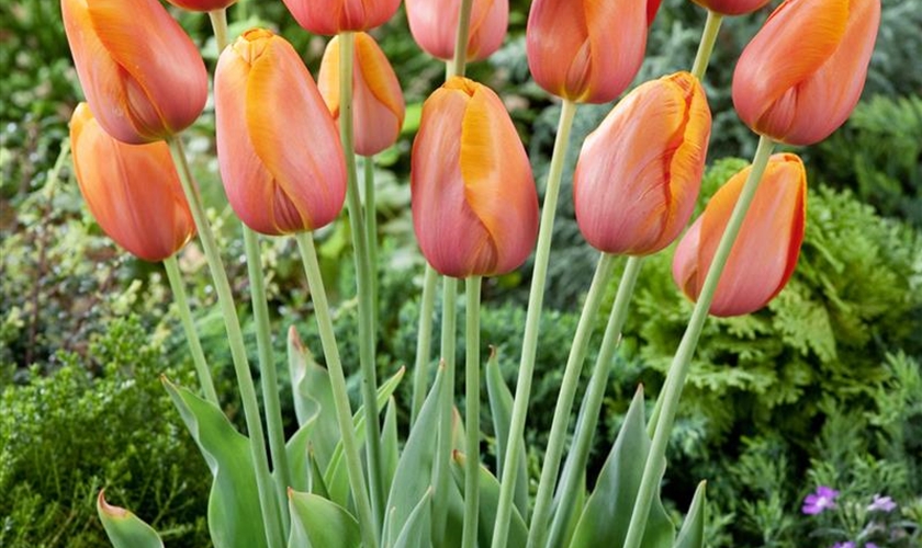 Tulpe 'Dordogne' - Floragard Pflanzeninfothek
