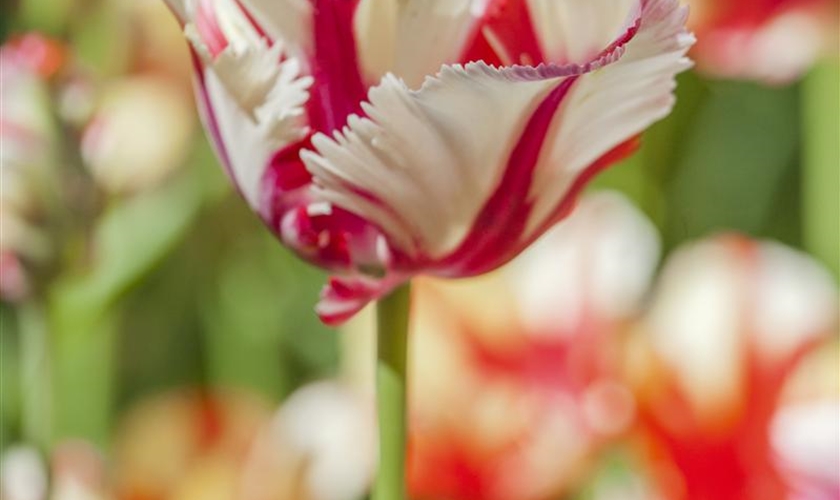 Papageien-Tulpen - Floragard Pflanzeninfothek
