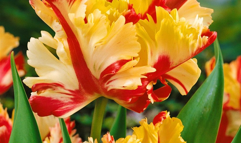 Papageien-Tulpen - Floragard Pflanzeninfothek