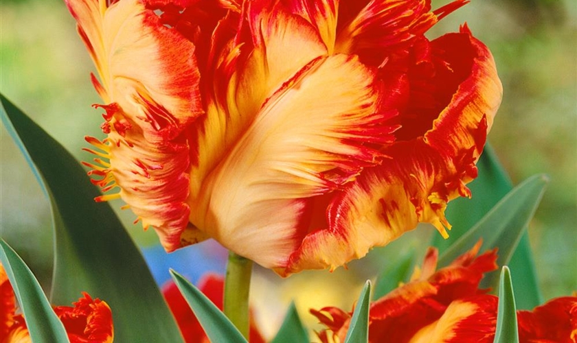 Papageien-Tulpen - Floragard Pflanzeninfothek