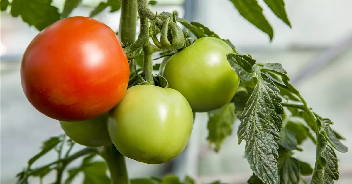 Solanum Lycopersicum Pflege