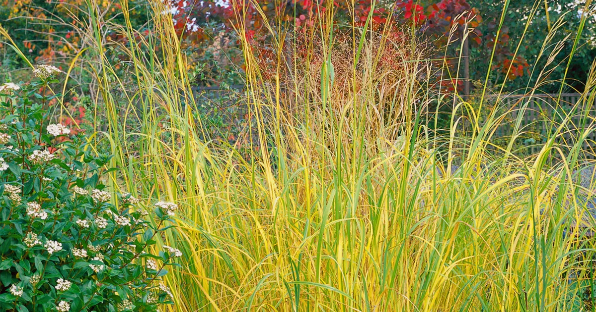 Kamm-Schlickgras Pflanze, Pflege & Tipps Floragard