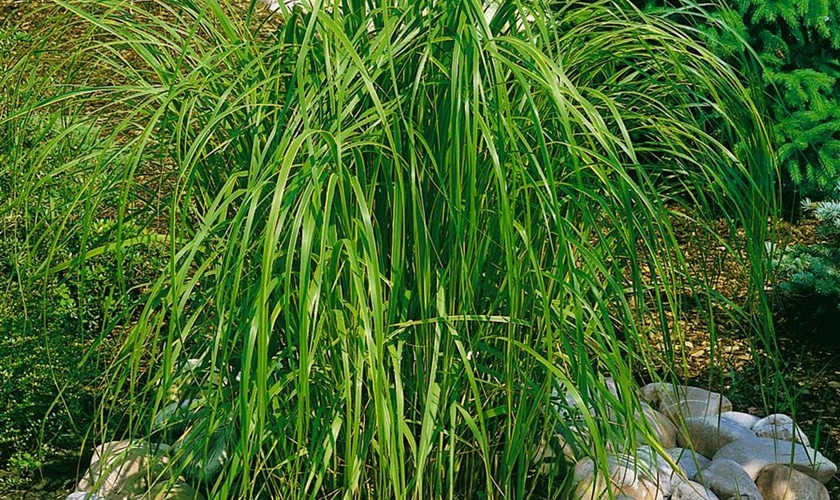 Kamm-Schlickgras - Floragard Pflanzeninfothek