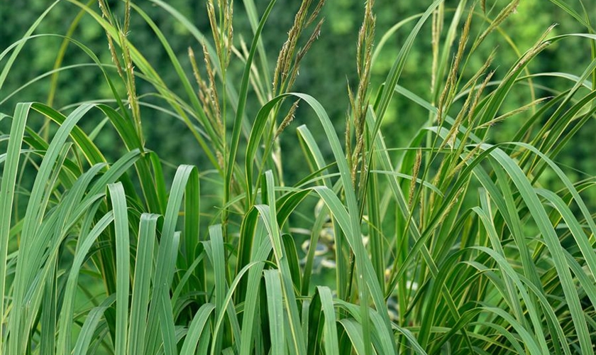 Kamm-Schlickgras - Floragard Pflanzeninfothek
