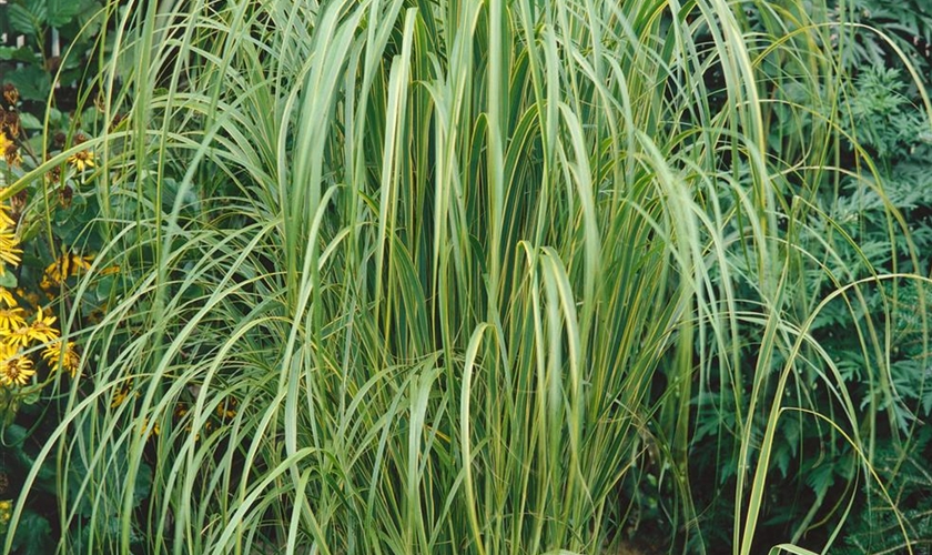 Kamm-Schlickgras - Floragard Pflanzeninfothek