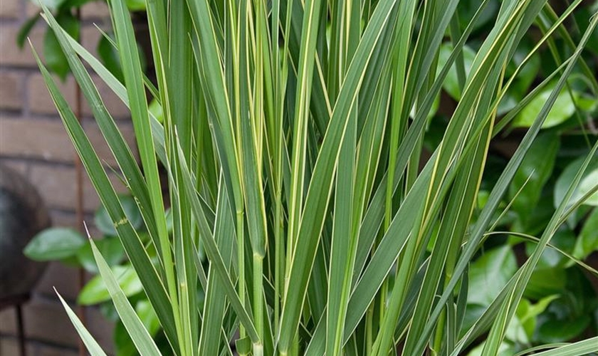 Kamm-Schlickgras - Floragard Pflanzeninfothek