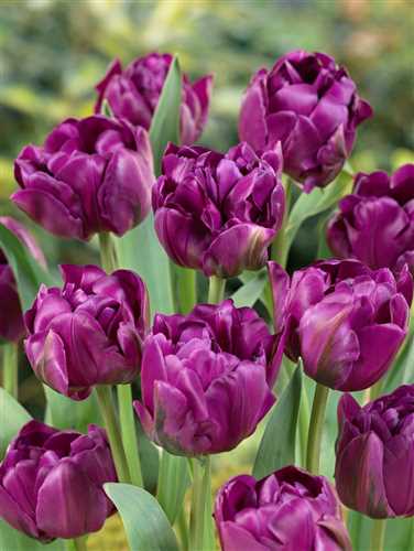 Tulpe 'Double Negrita' - Floragard Pflanzeninfothek