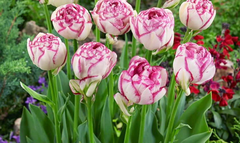 Gefüllte Tulpe 'Double Touch' - Floragard Pflanzeninfothek