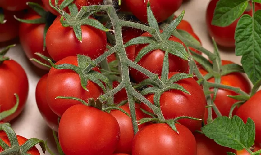 Salat-Tomate 'Diplom' Pflanze, Pflege & Tipps Floragard