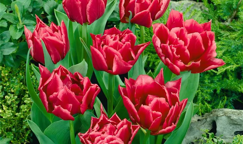 Tulpe 'Electra' Pflanze, Pflege & Tipps Floragard