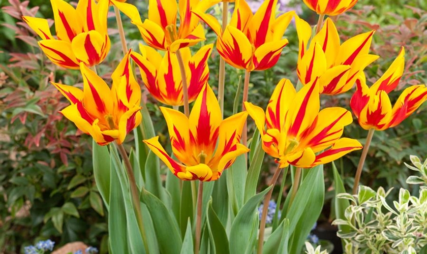 Tulpe 'Firework' - Floragard Pflanzeninfothek