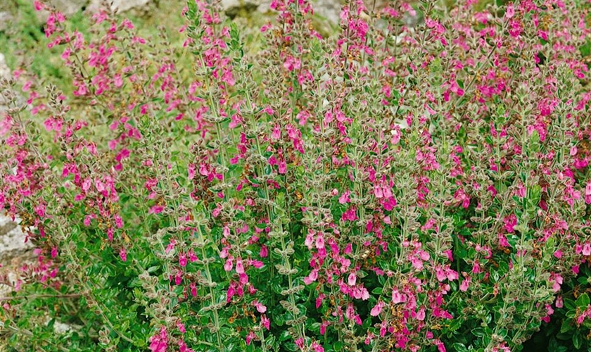 Rosa Edel-Gamander - Floragard Pflanzeninfothek