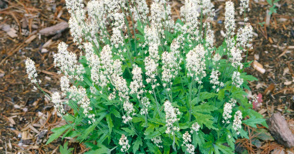 Tiarella polyphylla 'Skeleton Key' Pflanze, Pflege & Tipps Floragard