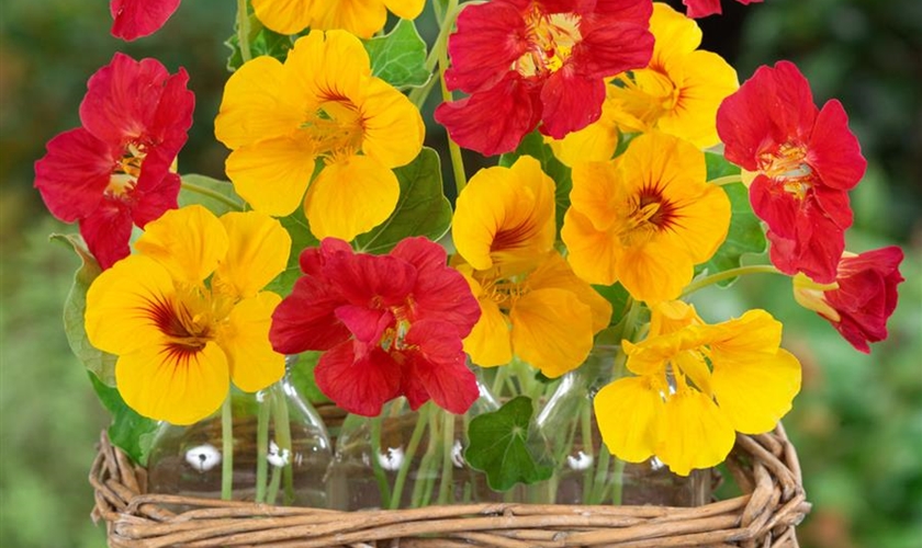 Große Kapuzinerkresse - Floragard Pflanzeninfothek