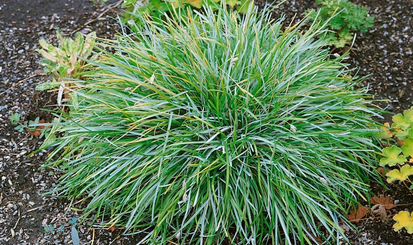 Moor-Blaugras 'Everest' - Floragard Pflanzeninfothek